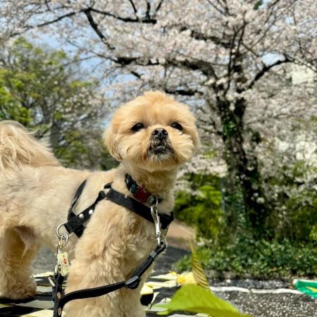 Peekapoo | Loyal Pekingese-Poodle Mix – Fitwarm