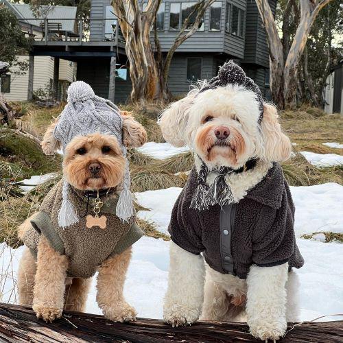 How to Keep Dogs Warm in Winter: Essential Care Tips - Fitwarm