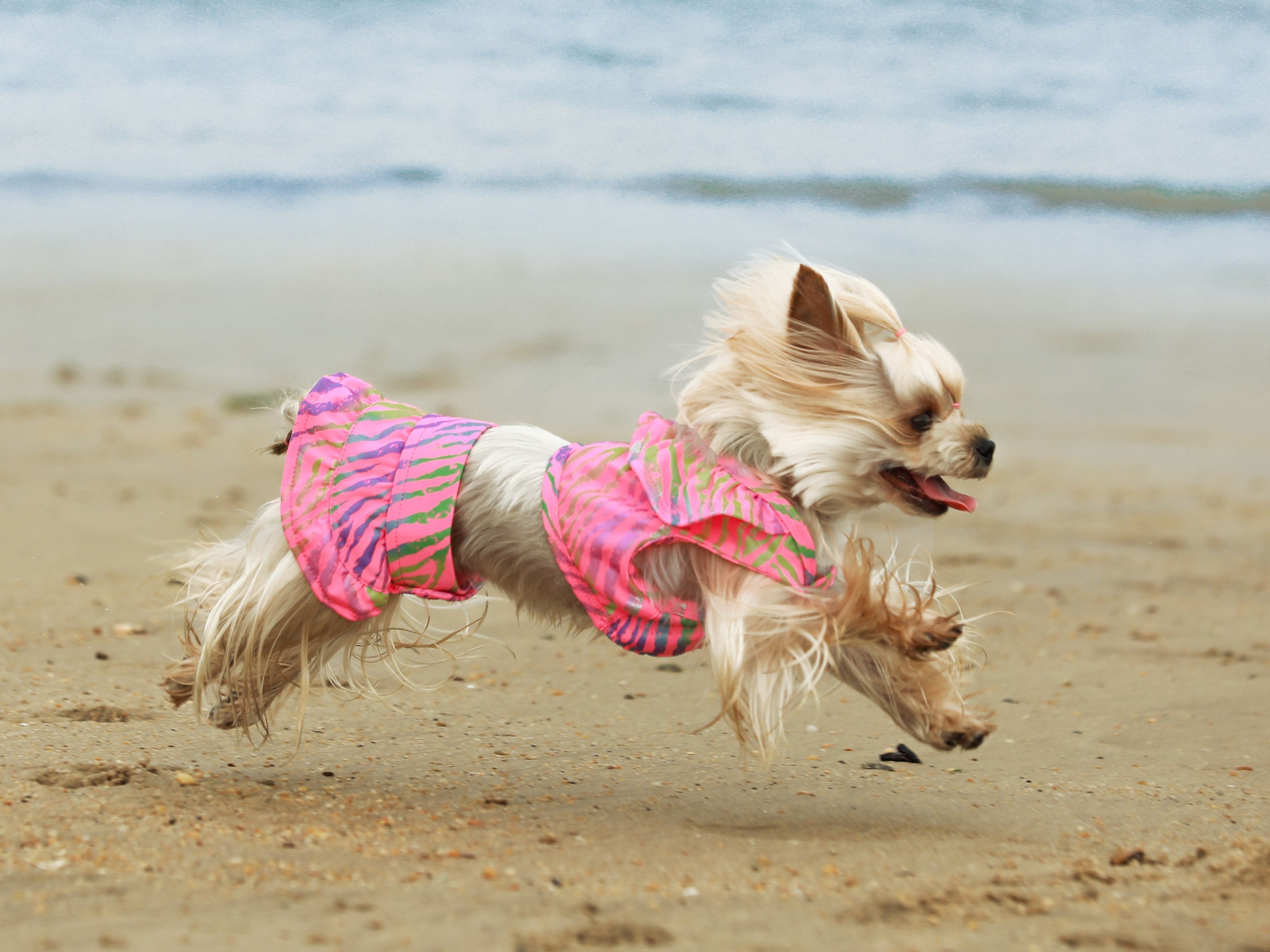 Yorkie Designer Clothes | Sweaters, Dresses, Hoodies – Fitwarm