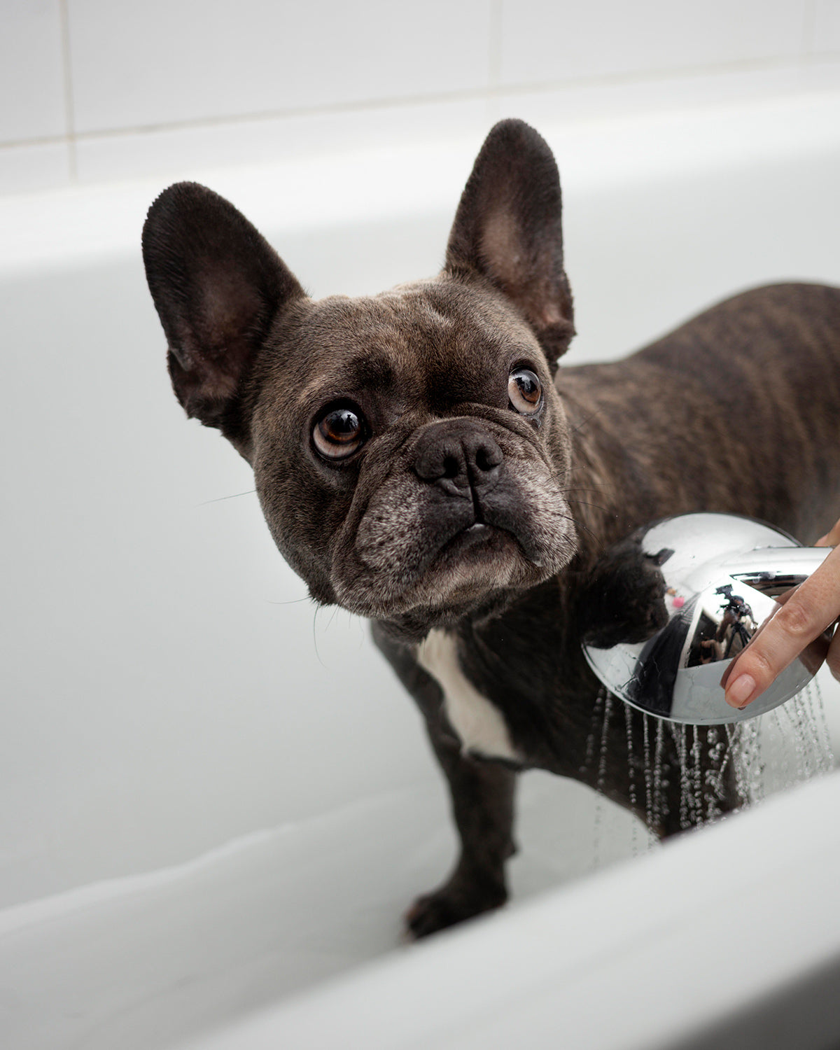 How to Groom a Dog at Home | Do's & Don'ts – Fitwarm