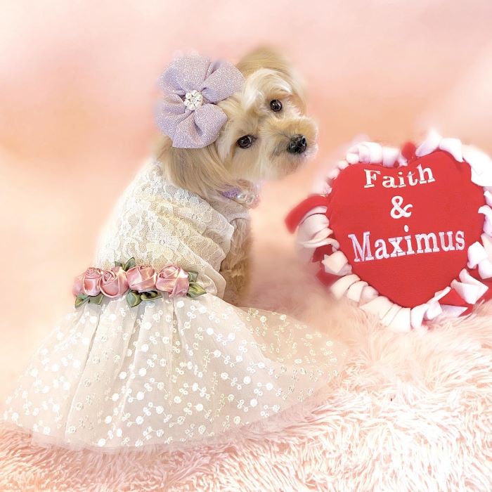 Wedding Attire for Dogs | How to Choose the Right Outfit – Fitwarm