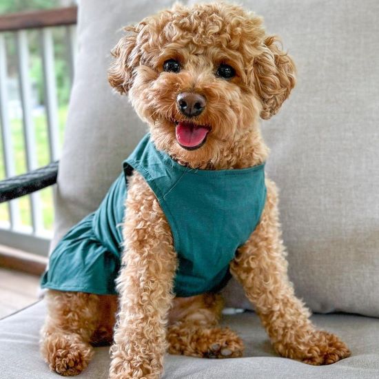 Unlocking the Secrets Behind Your Dog's Smile – Fitwarm