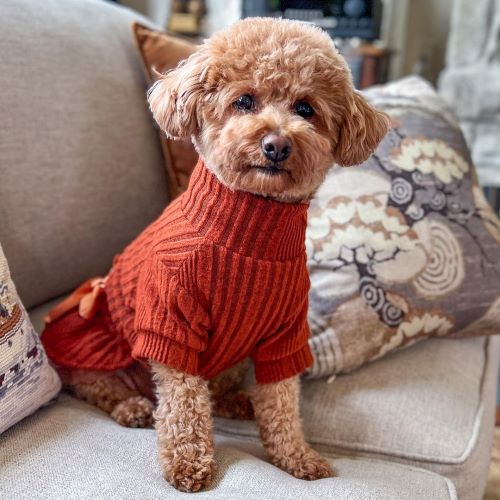 Dog Sweater Essentials: Styling Tips for the Modern Pup - Fitwarm