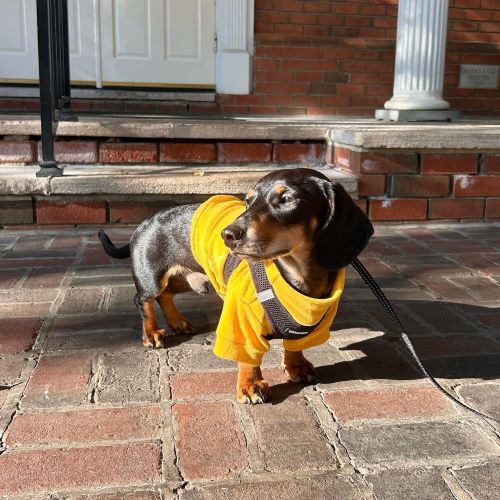 Do Dogs See Color? Unveiling the Canine Color Spectrum - Fitwarm