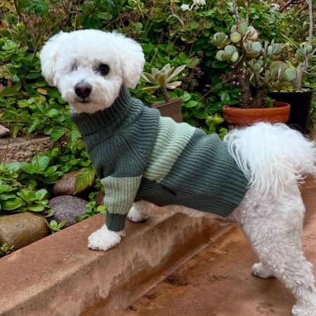 Bichon Frise Lifespan | How Long Do Bichons Live? – Fitwarm