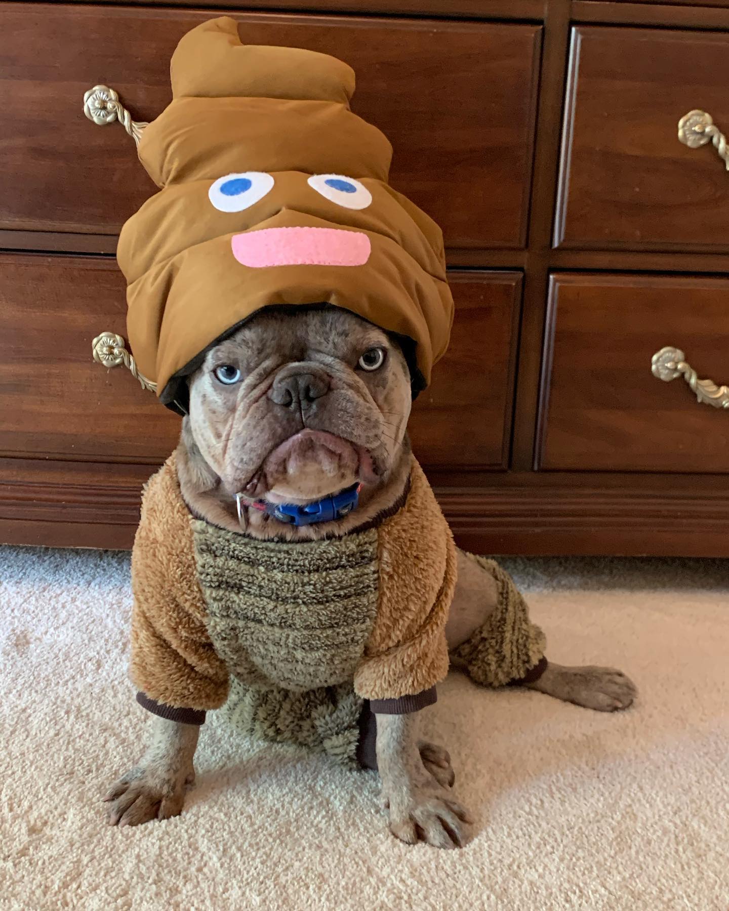 Dress Up Your Frenchie: Clothing Options for Every Personality – Fitwarm