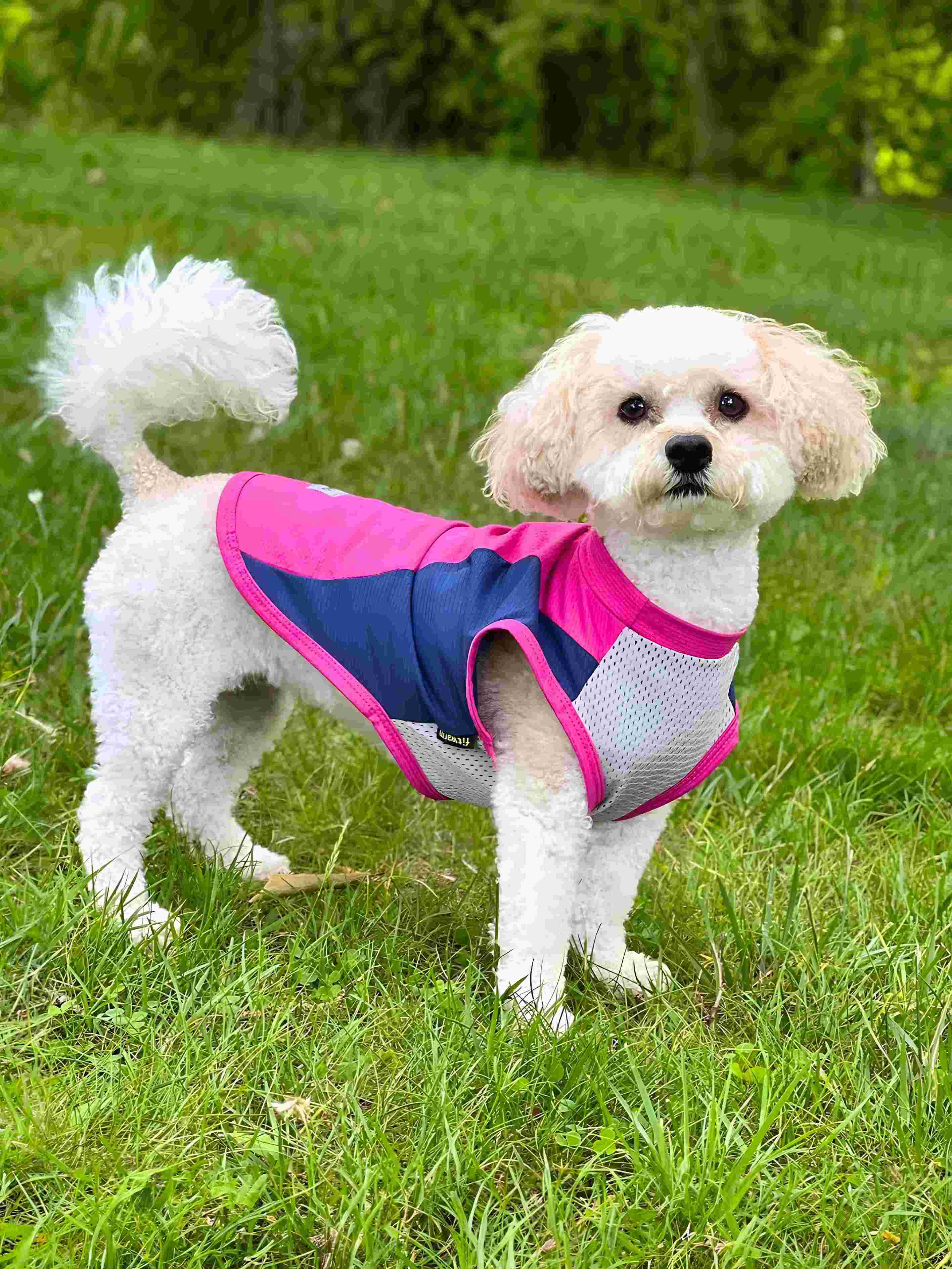 Why Do Dogs Wag Their Tails? Understanding Your Pet's Emotions – Fitwarm