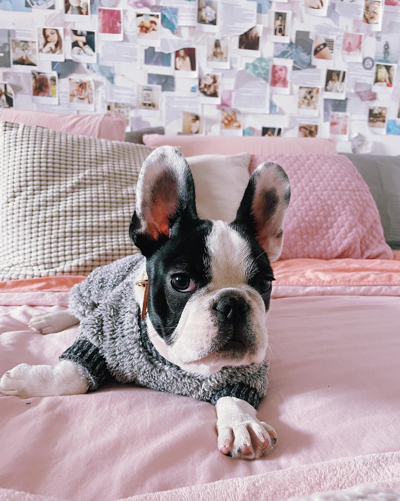 Understanding Dog Behavior: A Guide to Canine Body Language – Fitwarm