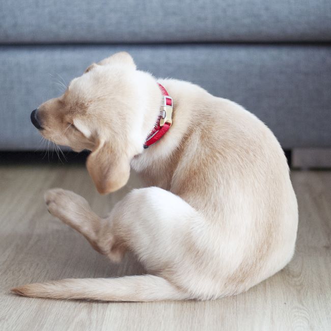 Dog Has Hot Spot? What Every Dog Owner Should Know – Fitwarm