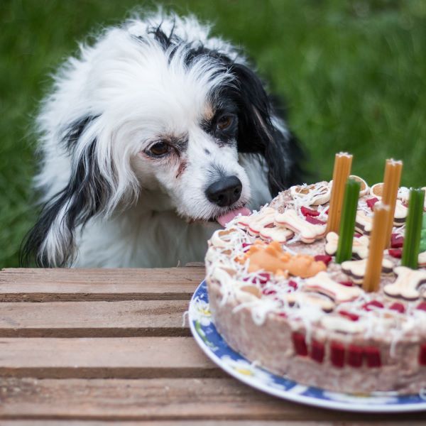Can Dogs Eat Cake? Understand the Risks & Safe Treats! – Fitwarm