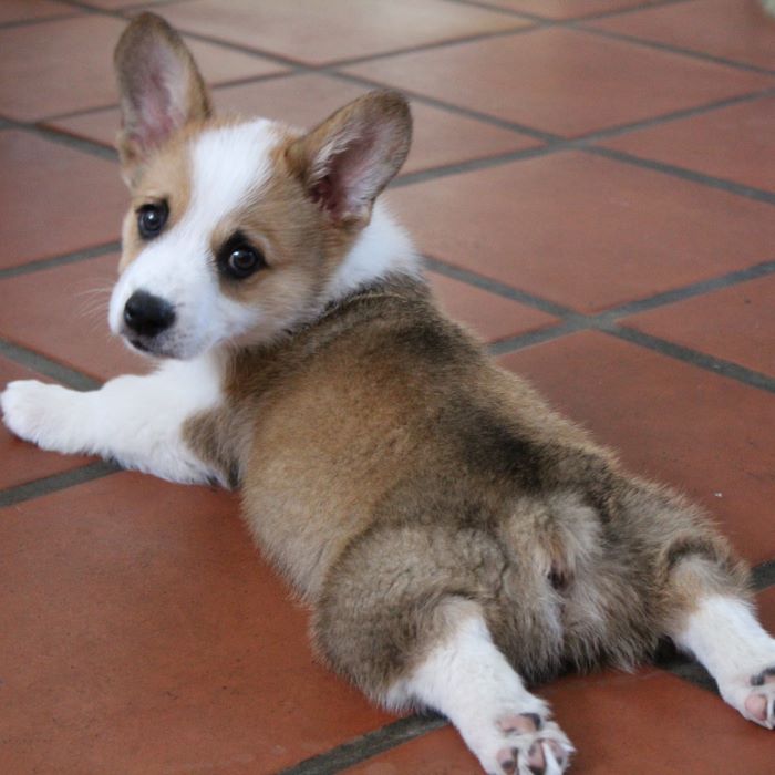 Why Does My Dog Sploot? The Adorable Pose Explained – Fitwarm