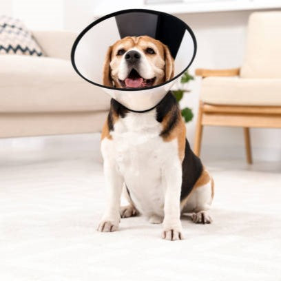 Understanding Why Dogs Wear Cones: Ensuring a Smooth Recovery – Fitwarm