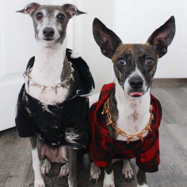 Canine Communication | Dog Ear and Eye Signals – Fitwarm