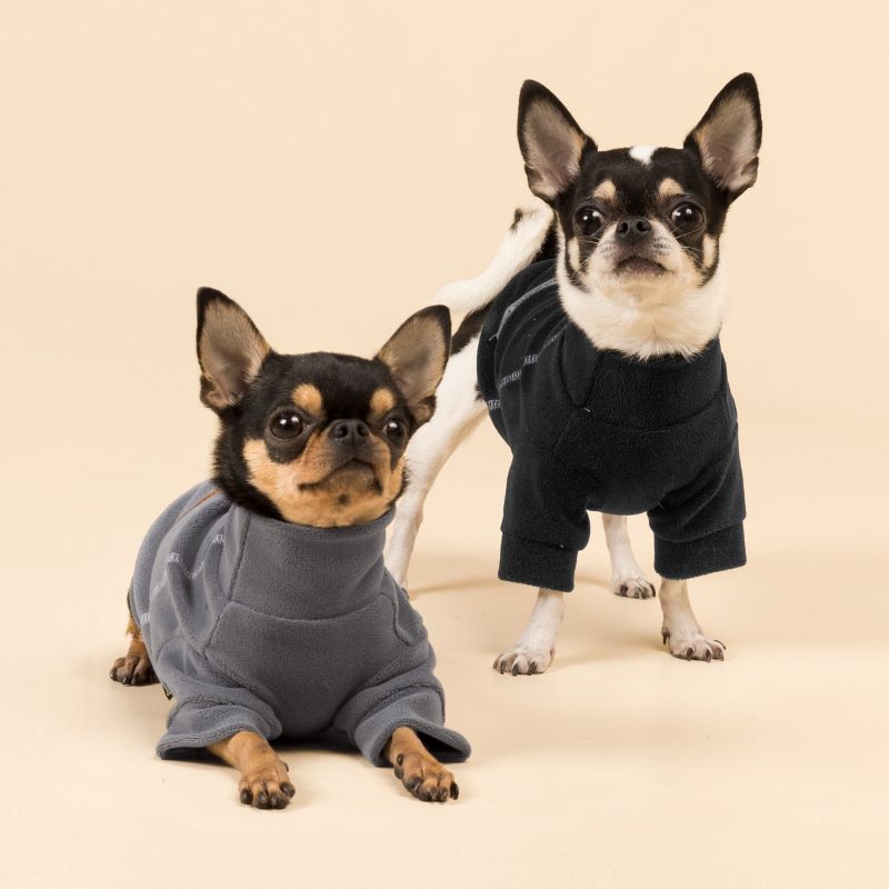 Chipin Dog Guide | Chihuahua x Miniature Pinscher Mix – Fitwarm