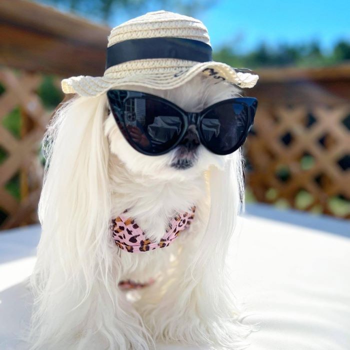 Beat the Heat: Fun and Safe Summer Workouts for Dogs – Fitwarm