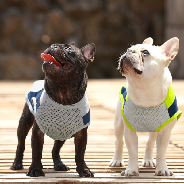 Dog UV Shirts | Sun Protection & UPF Guide – Fitwarm