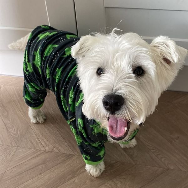 Dog Penis Health: What's Normal and What's Not – Fitwarm