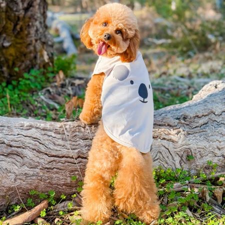 How Big Do Cavapoos Get? A Complete Growth Chart – Fitwarm