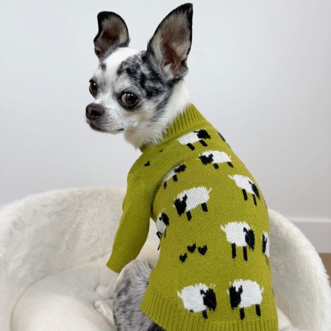 Dog's Honking Cough? A Guide To Kennel Cough – Fitwarm