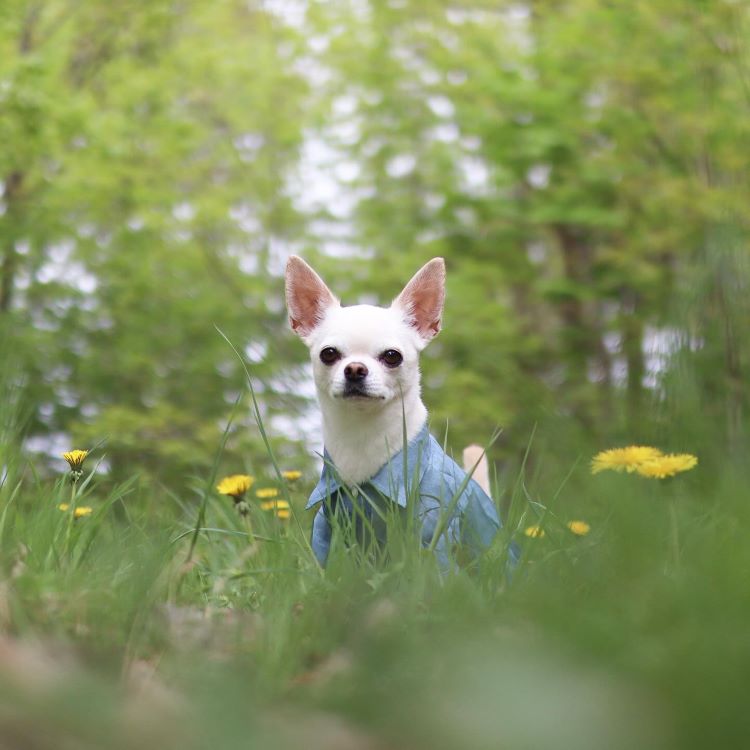 Why Dogs Love Fetch | Benefits, Breeds & Tips – Fitwarm