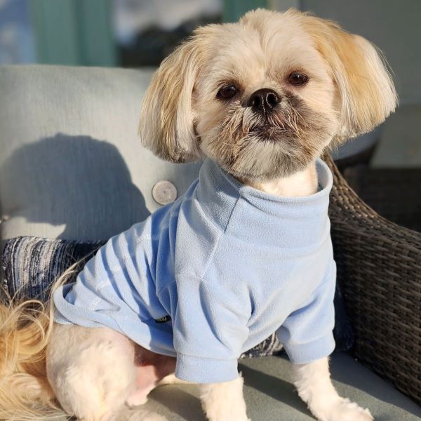 Heal an Emotionally Traumatized Dog | Gentle Recovery Tips – Fitwarm