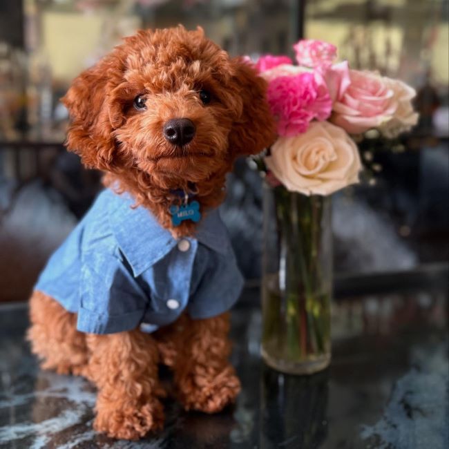 Papipoo Guide | Papillon-Poodle Mix Care & Traits – Fitwarm