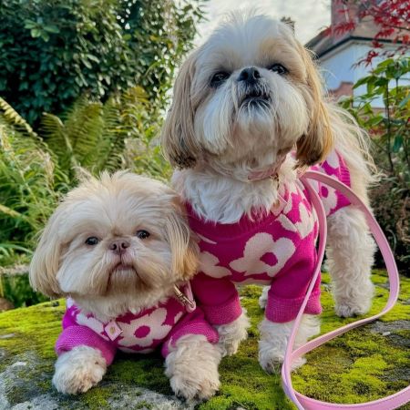 Dog Crate Essentials: What To Put Inside For Happy Pups! – Fitwarm