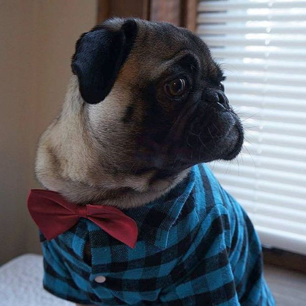 Pug Breathing Problems: Safe Clothing Selection Guide – Fitwarm