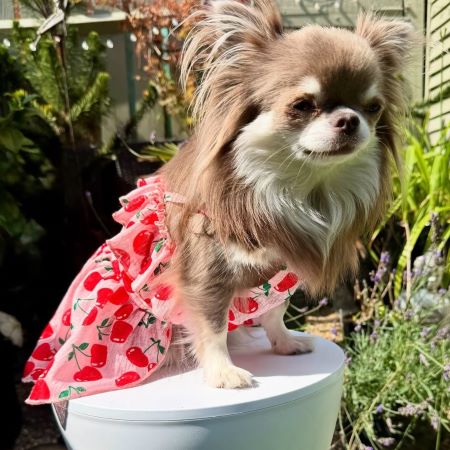 Can Dogs Get Psoriasis? What Every Pet Parent Should Know – Fitwarm