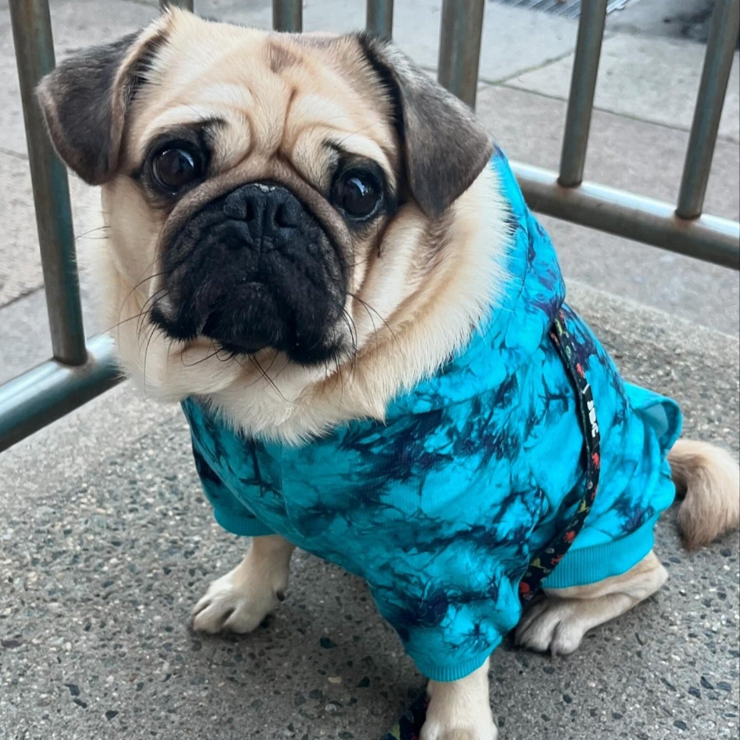 Finding the Perfect Pug Mix: A Guide to Puggles, Chugs, and Jugs – Fitwarm