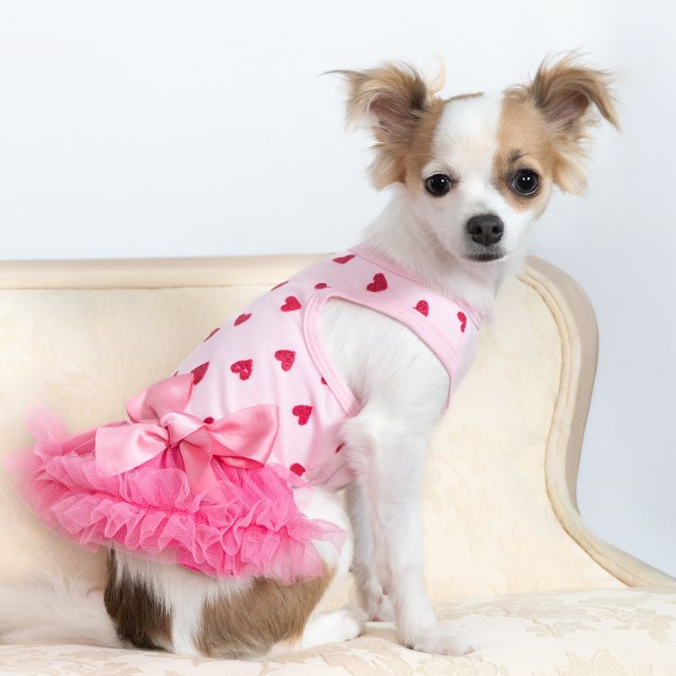 Chiweenie Size Guide | Height, Weight & Growth Timeline – Fitwarm
