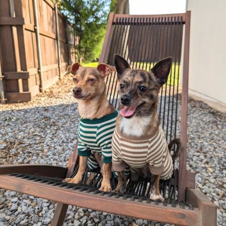 Thriving in the City: Essential Tips for Urban Dog Owners – Fitwarm