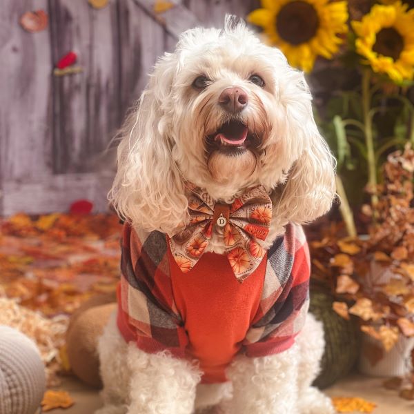 Do Cavapoos Shed? Understanding This Adorable Breed – Fitwarm