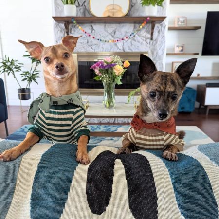 Do Dogs Have Nightmares? | Sleep, Dreams & Pajamas – Fitwarm