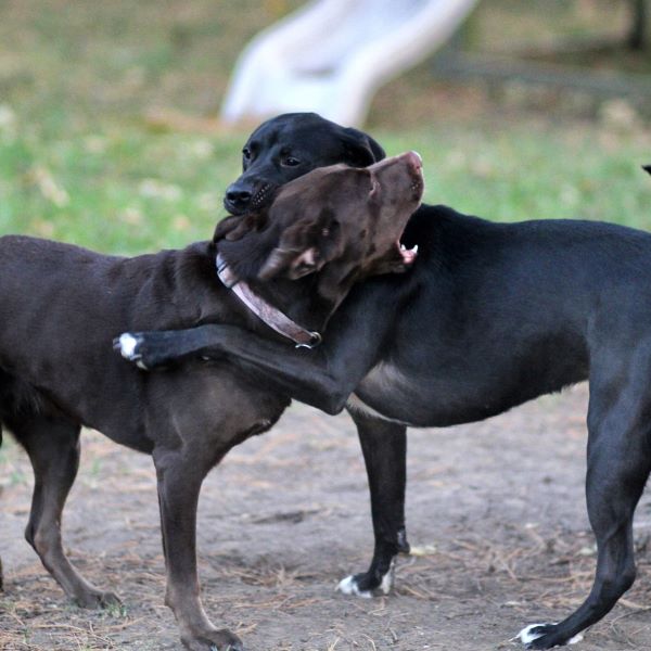 Dog Cobbing | Causes, Behavior & Management – Fitwarm