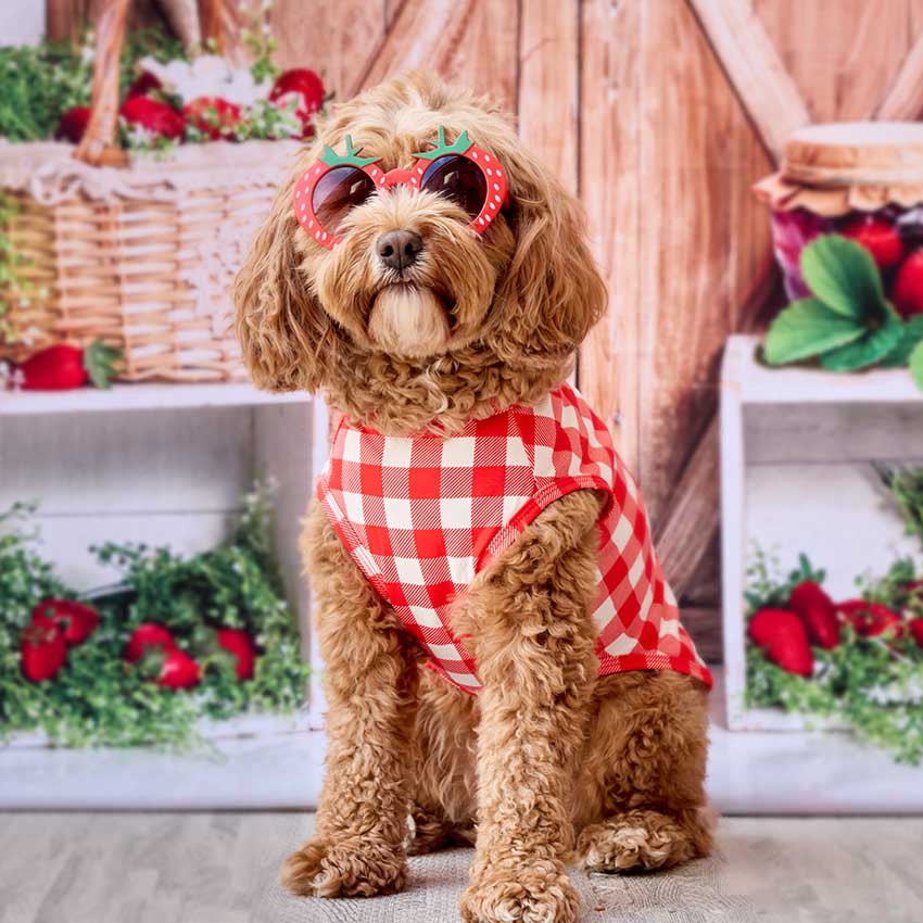 Cavapoo Clothes | Fashionable and Comfortable Outfit for Pet – Fitwarm