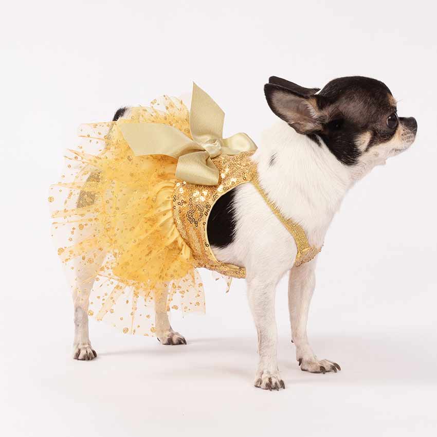 Dog Dresses - Cute Dog Clothes for the Girls on all Occasions - Fitwarm