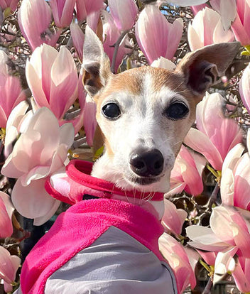Italian Greyhound Clothes | Fitwarm