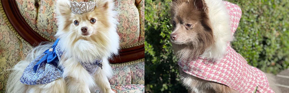 Pomeranian Clothes | Pomeranian Shirts | Fitwarm