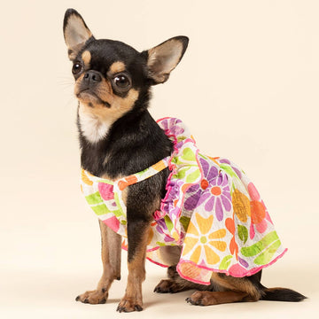 Vestidos para perros - De casual a elegante - Fitwarm