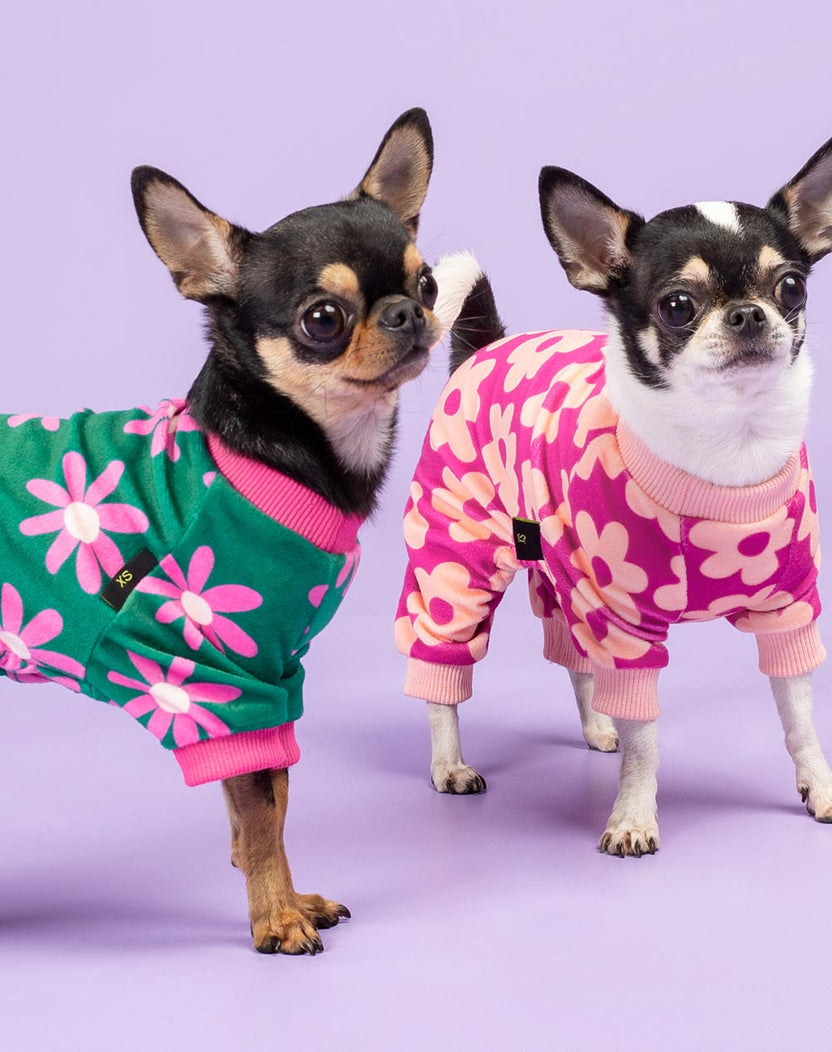 Fitwarm Official Website | Designer Dog Clothes