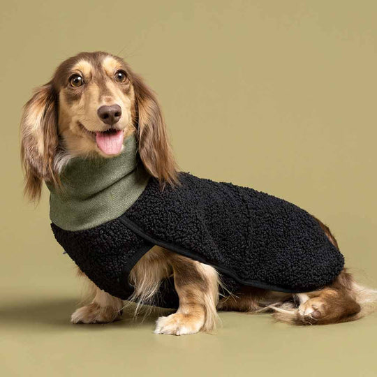 Designer Dog Clothes For All Your Fur Babies Fashion Needs - Fitwarm