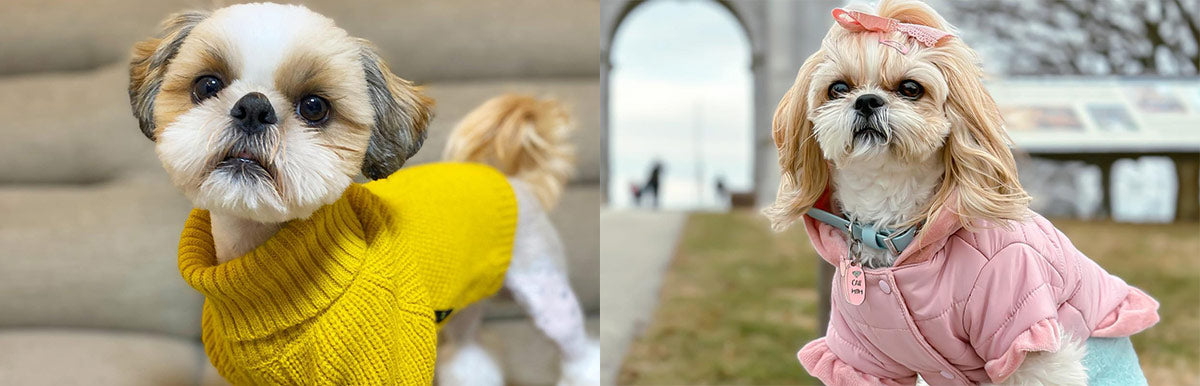 Shih Tzu Puppy Clothes | Designer Dog Outfit | Fitwarm