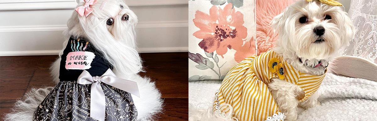 Maltese Dog Clothes | Quality Dog Outfit | Fitwarm