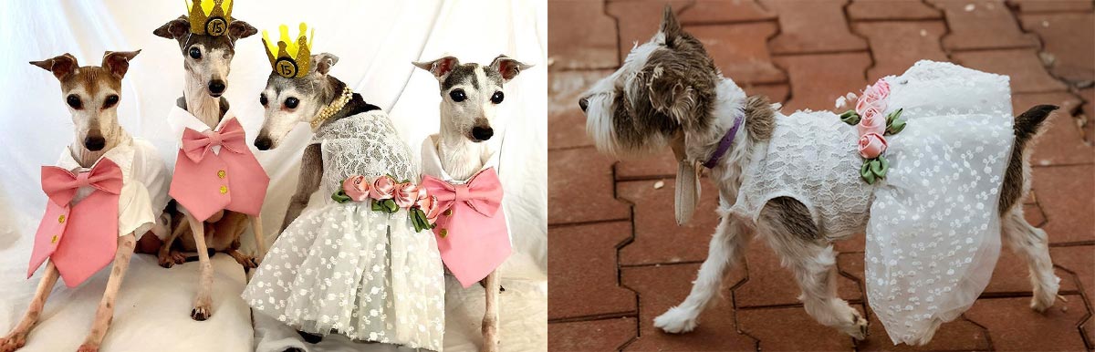 Dog Wedding Outfit | Fitwarm