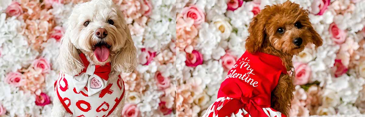 Valentine Dog Clothes | Dog Valentines Outfit | Fitwarm