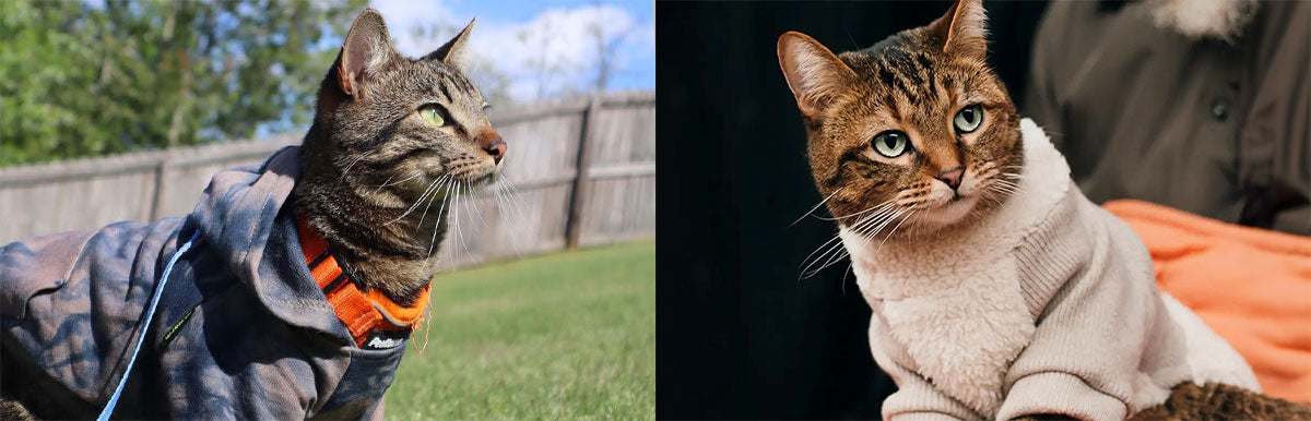 Stylish Cat Clothes | Fitwarm