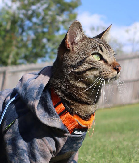Designer Cat Clothes - Fitwarm